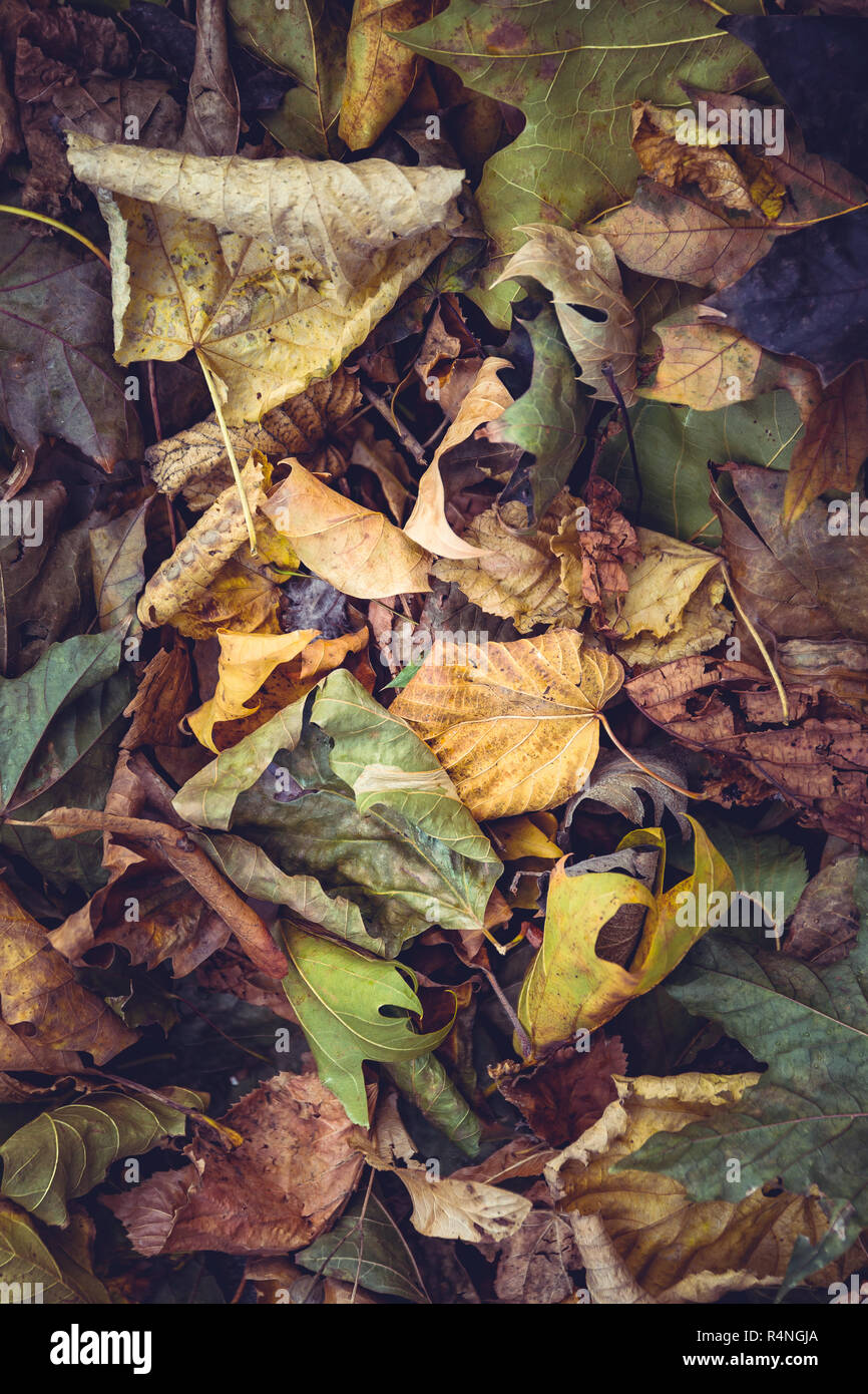 Gold color carpet texture hi-res stock photography and images - Alamy