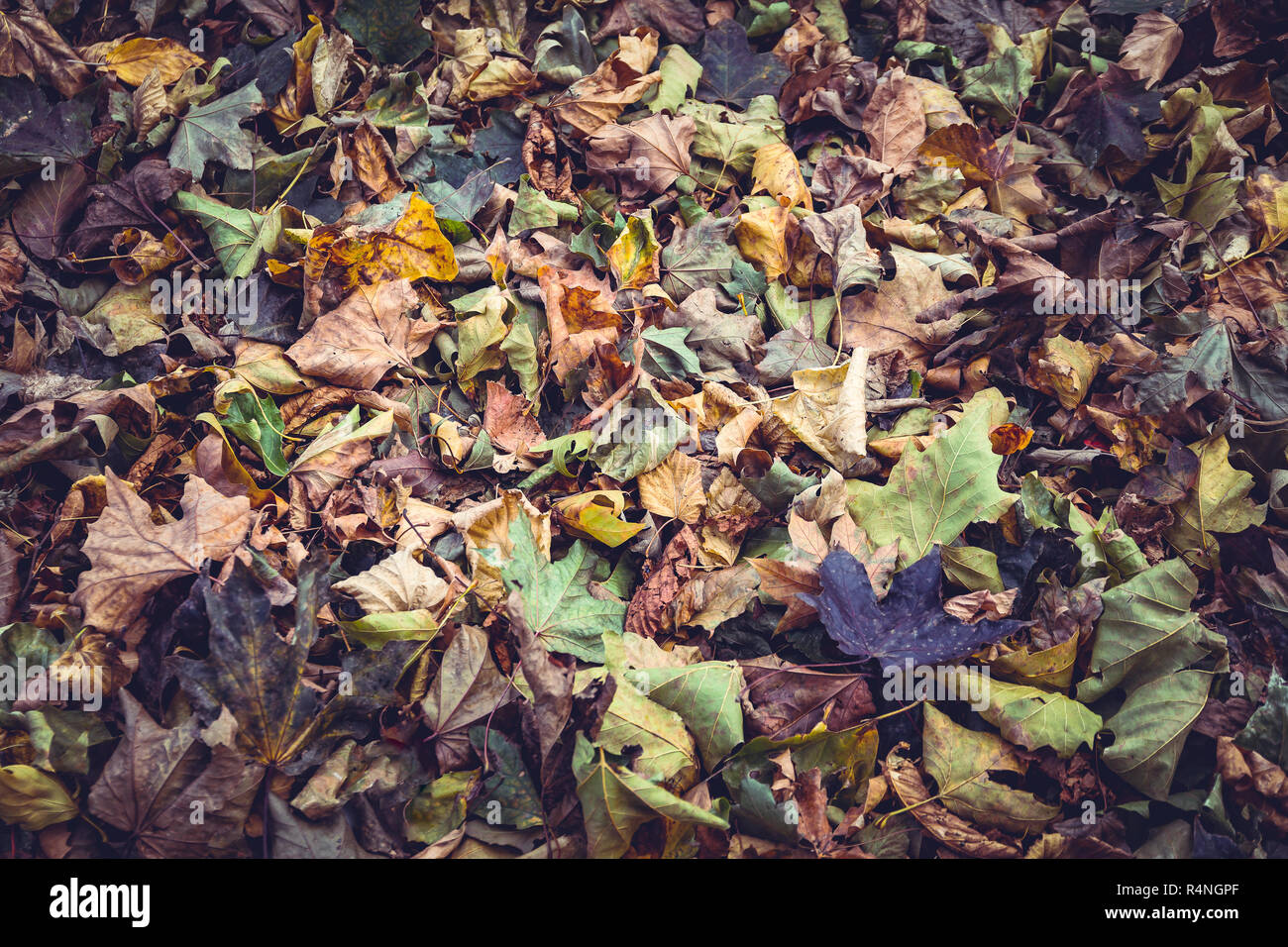 Fall leaves carpet hi-res stock photography and images - Alamy