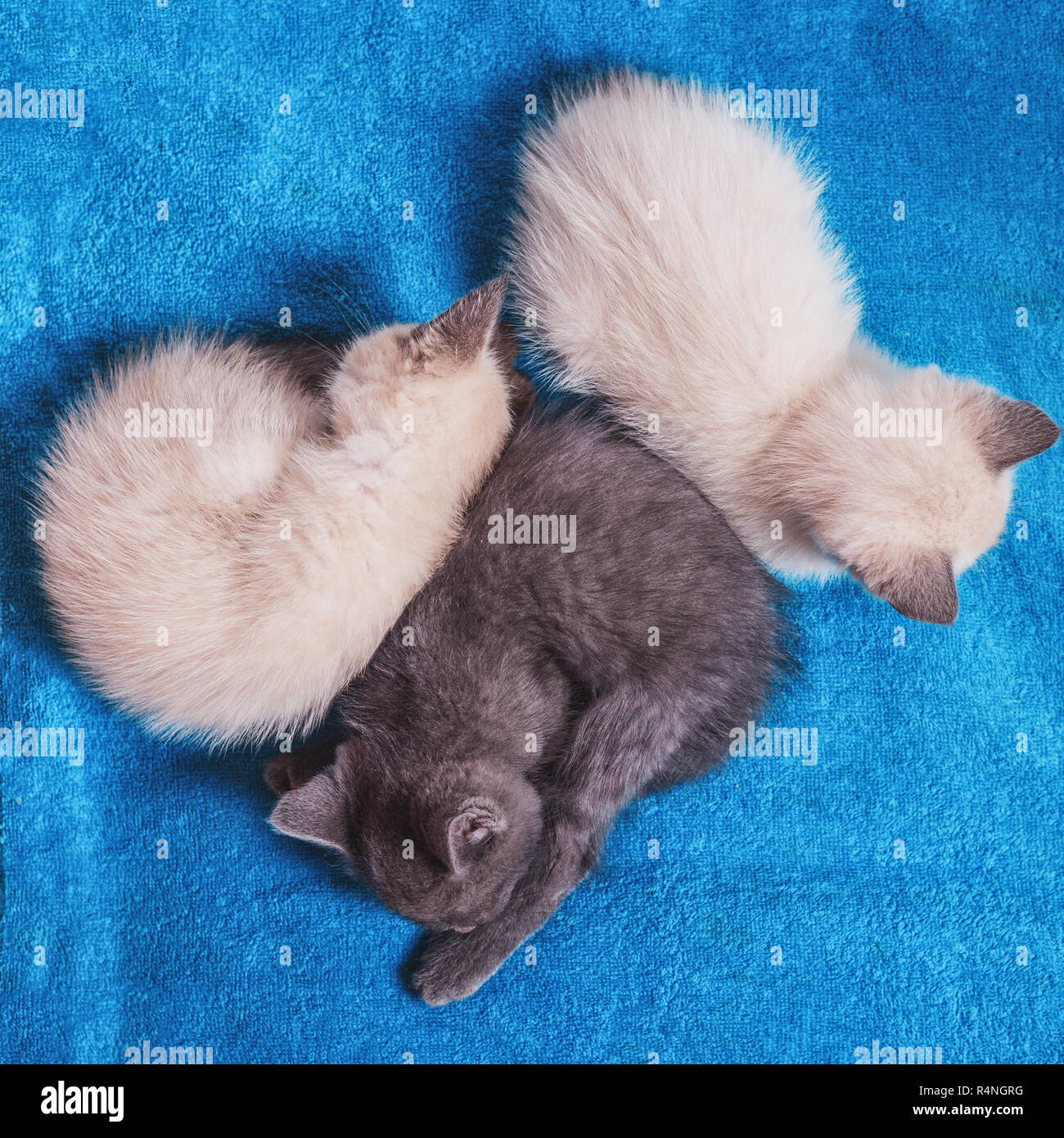 Three sleeping kittens: gray and two white color-point. Top view ...