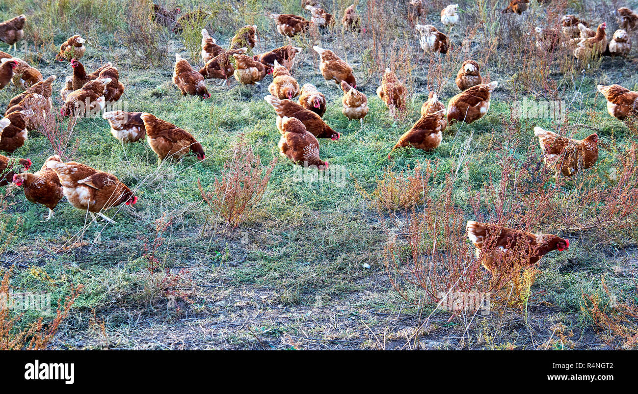 Running chickens hi-res stock photography and images - Alamy