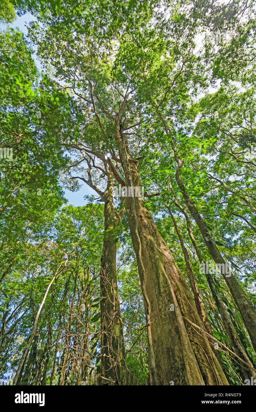 Rainforest looking up hi-res stock photography and images - Alamy