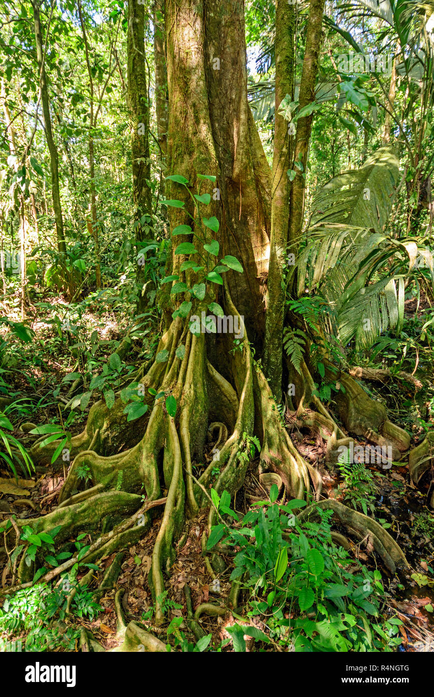 Butressed Roots in a Rain Forest Tree Stock Photo - Alamy