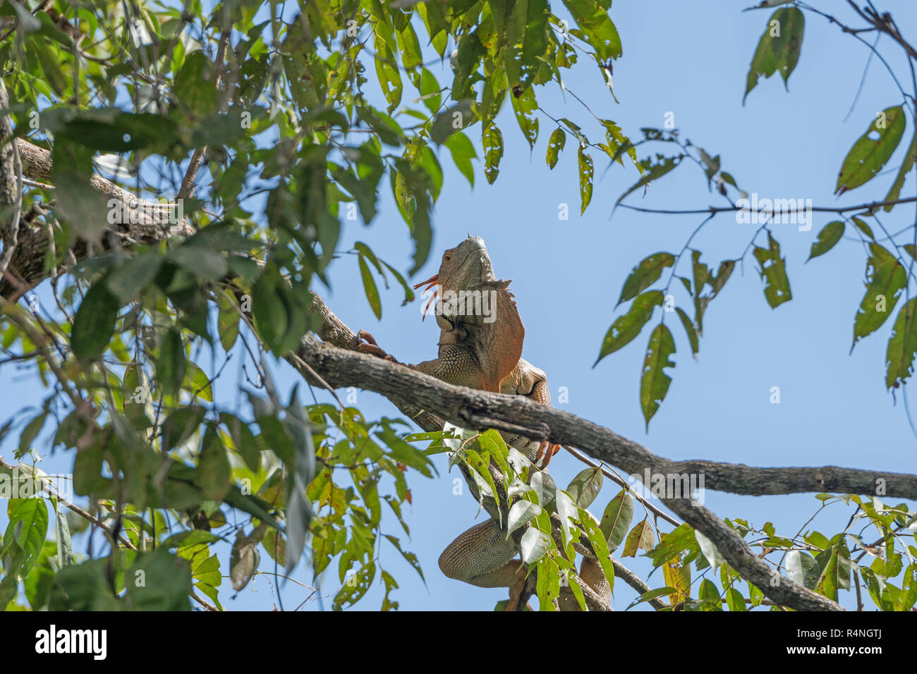 Iguana tree wilderness hi-res stock photography and images - Alamy