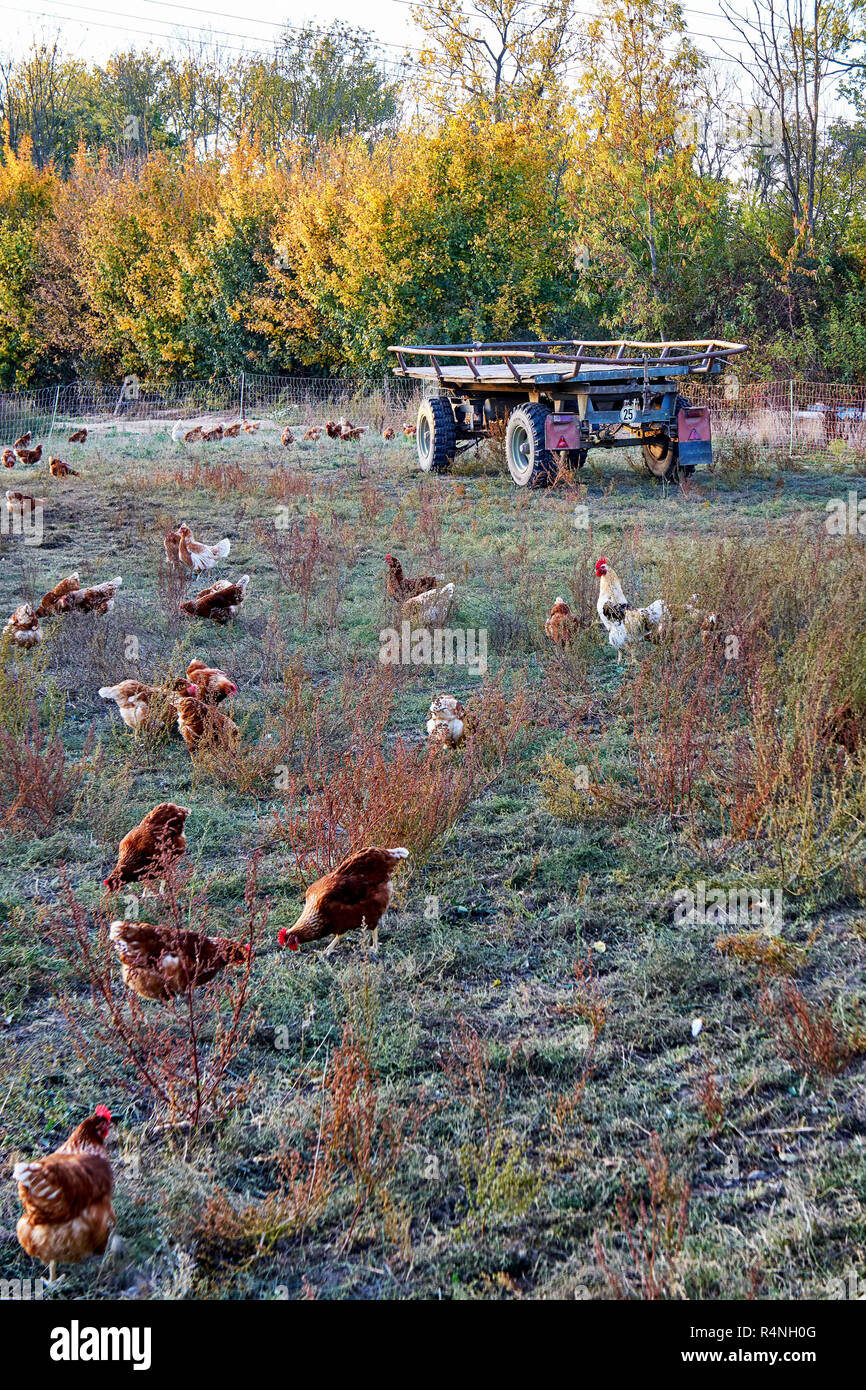 Running chickens hi-res stock photography and images - Alamy