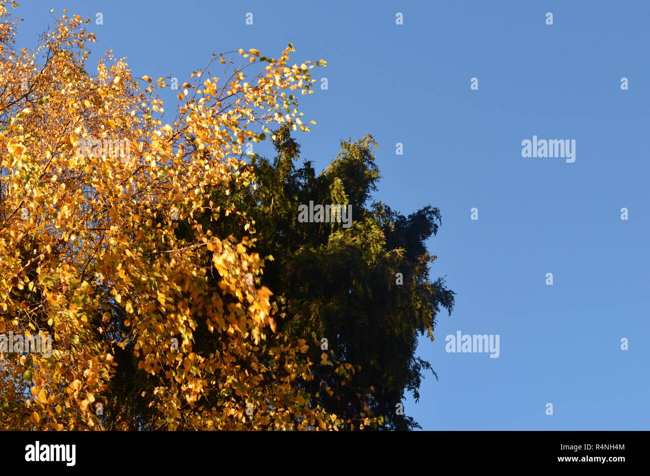 Clear leaves hi-res stock photography and images - Alamy