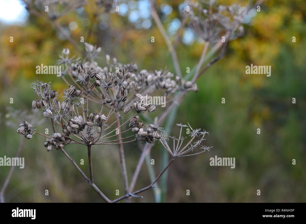 Zoomed in plant hi-res stock photography and images - Alamy