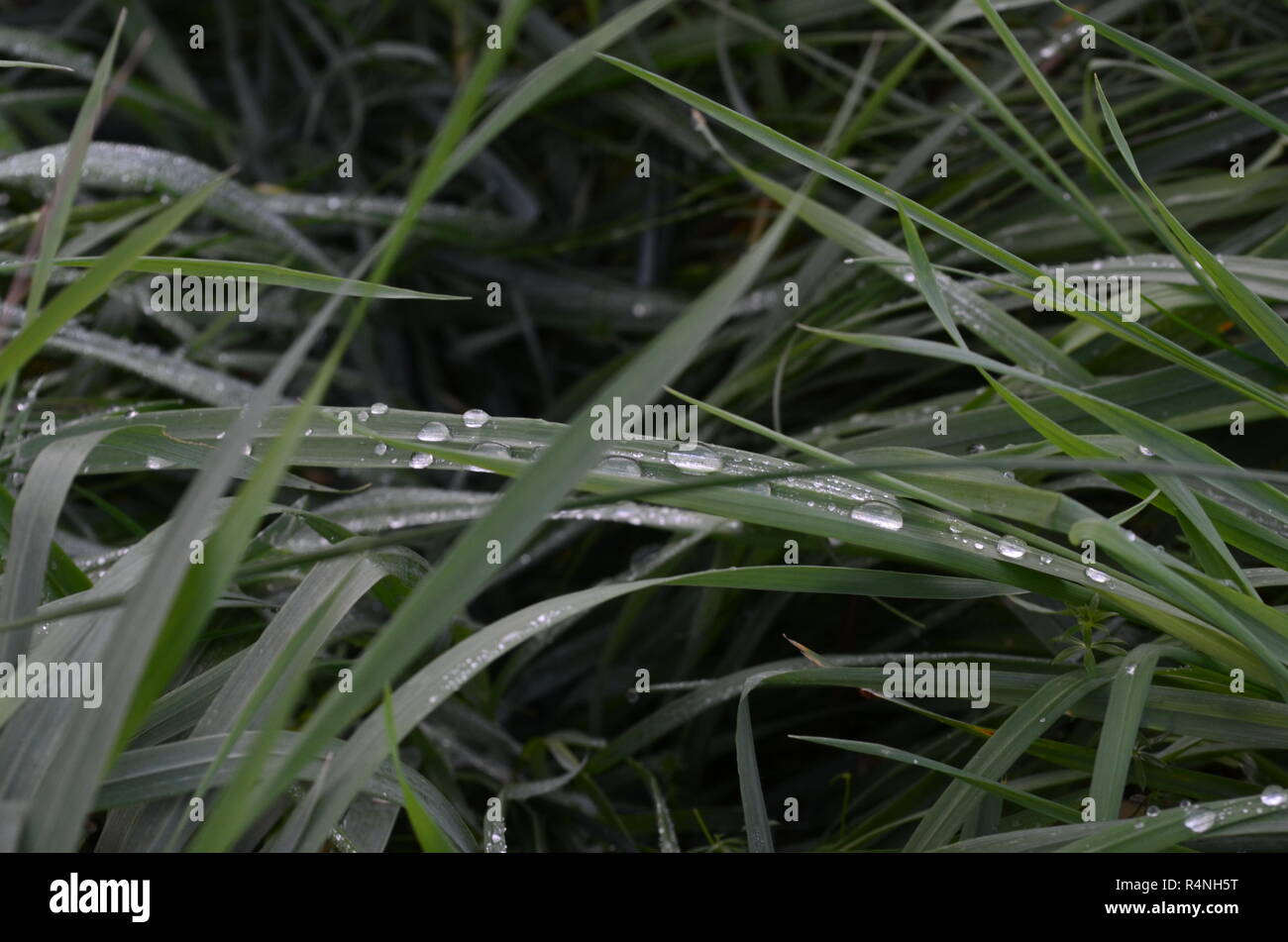 Zoomed in wet grass hi-res stock photography and images - Alamy