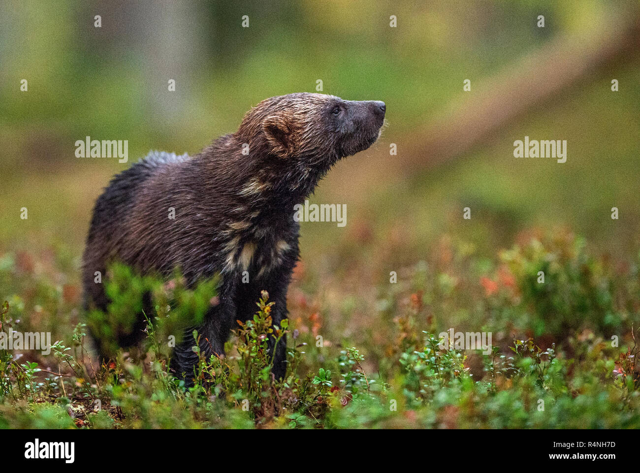 Wolverine in wild nature. Natural habitat. Glutton, carcajou, skunk ...