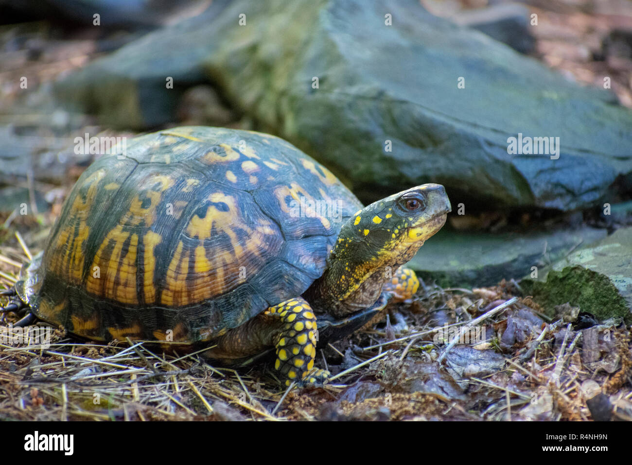 Eastern Box Turtle High Resolution Stock Photography and Images - Alamy