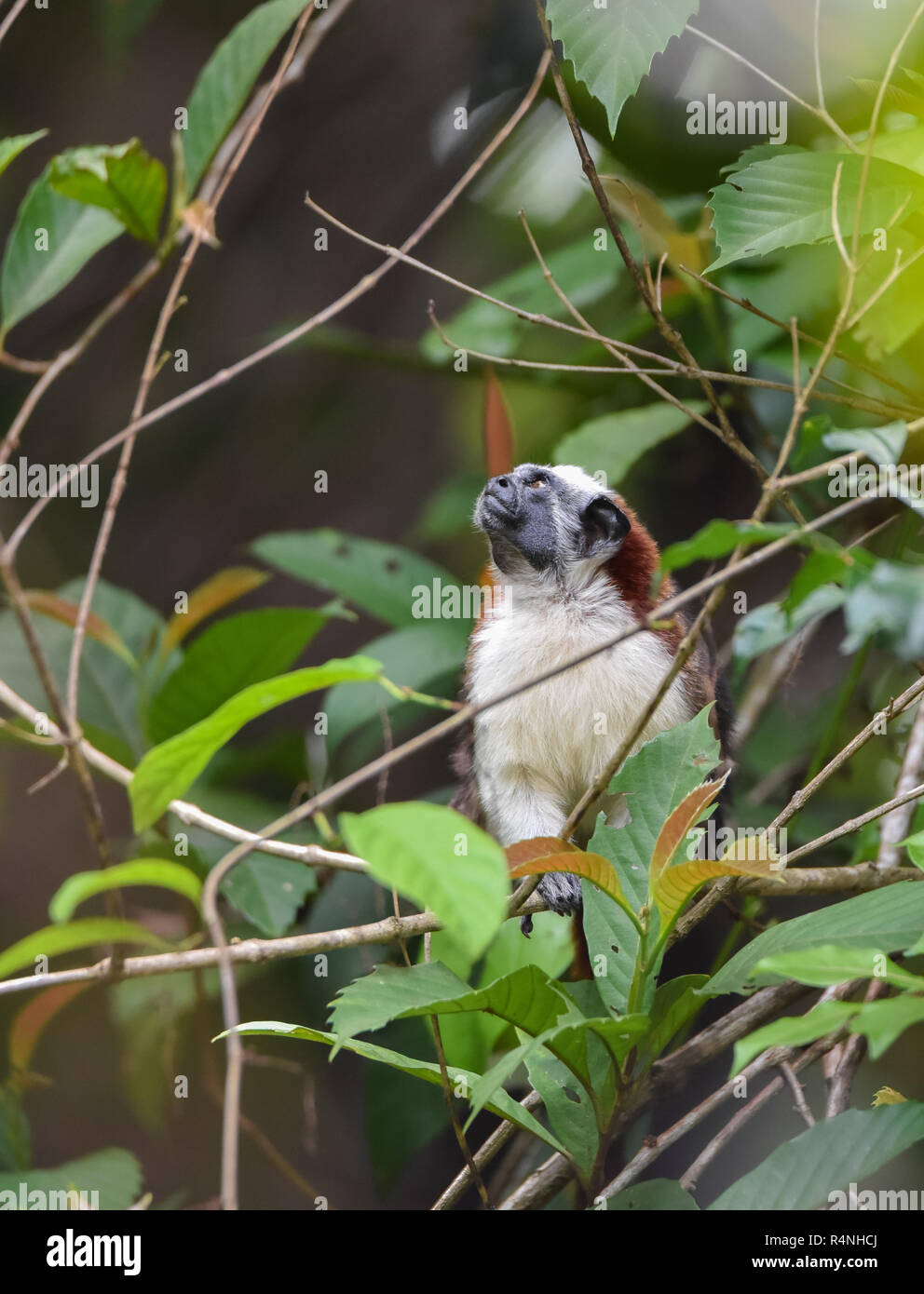 Geoffroy's tamarin (Saguinus geoffroyi) small monkey in Panama rain ...