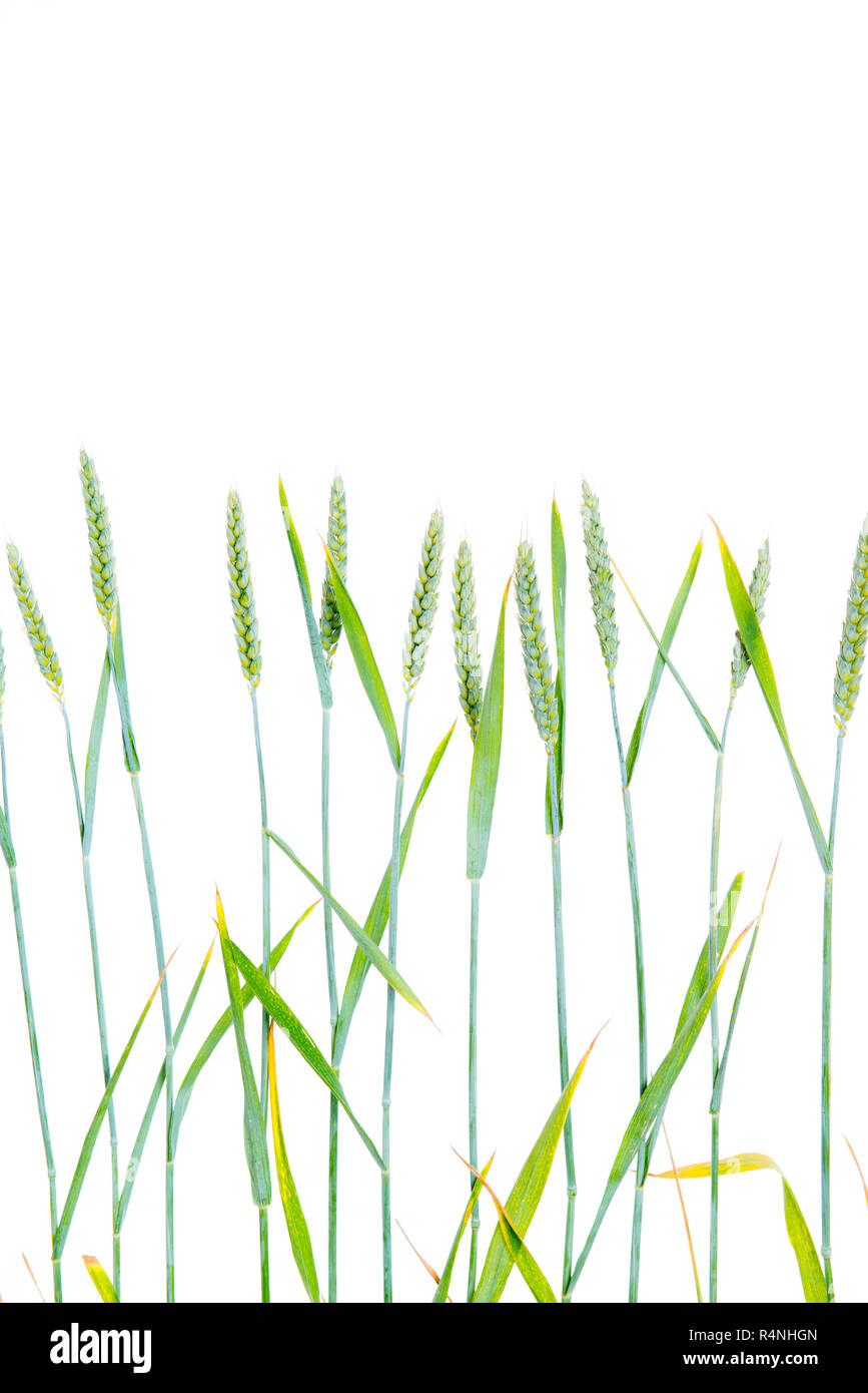 line of green wheat- grain Stock Photo - Alamy