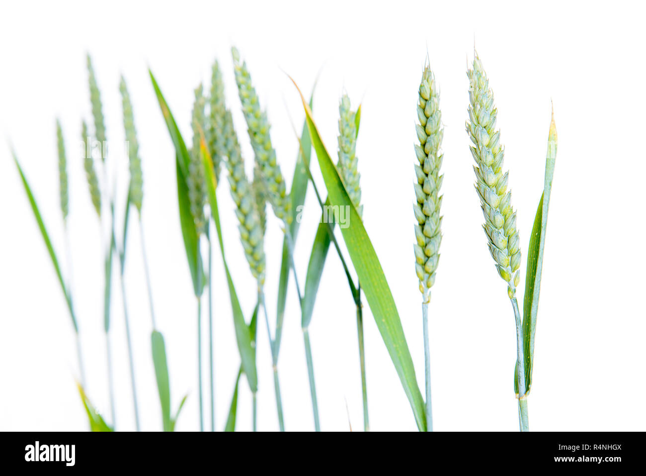 line of green wheat- grain Stock Photo - Alamy