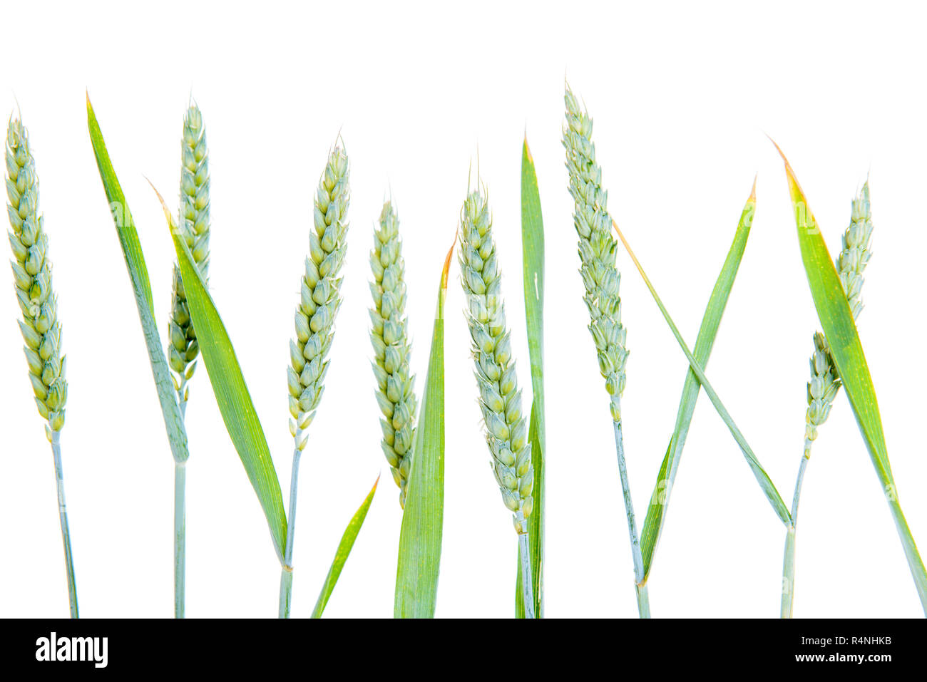 Bere grain hi-res stock photography and images - Alamy