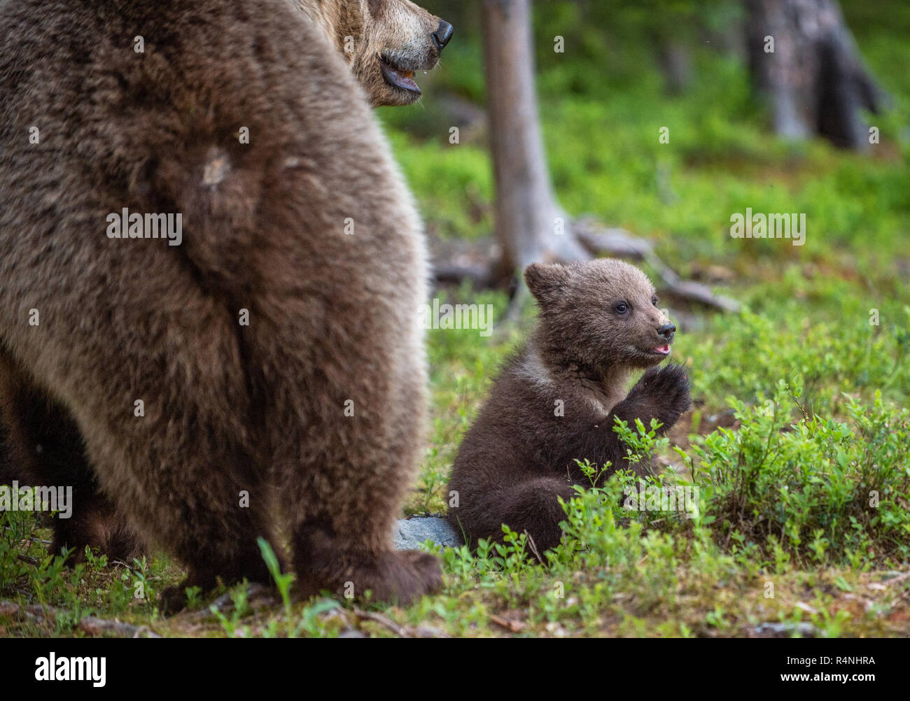 She-bear and cubs in the summer forest. Scientific name: Ursus arctos ...