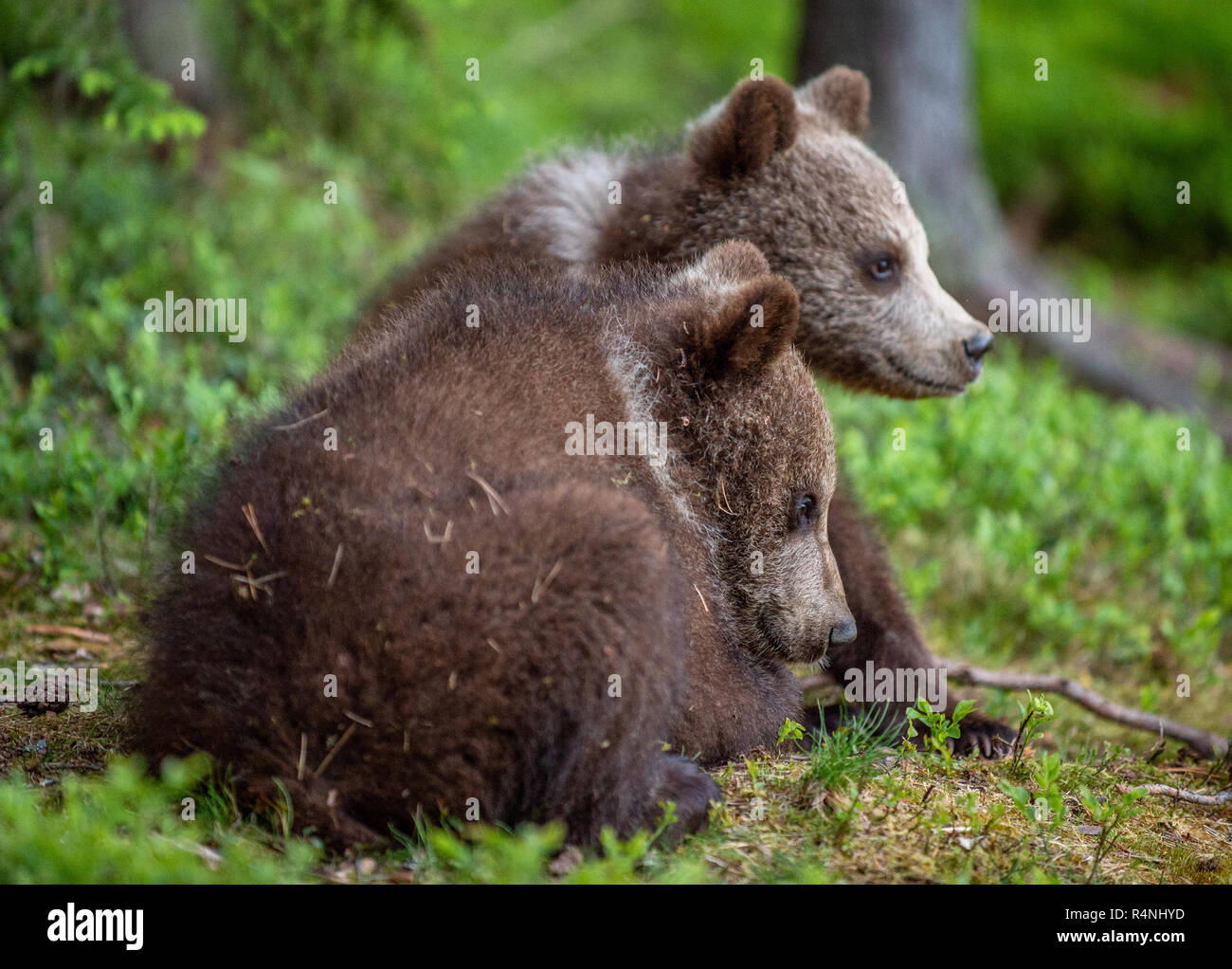 Brown Bear Cubs In The Summer Forest Scientific Name Ursus Arctos Natural Green Background