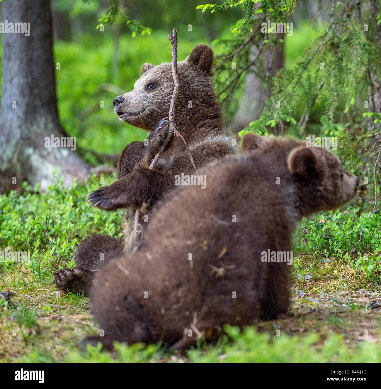 Bear-cub play with branch. bear cubs in the summer forest. Scientific ...