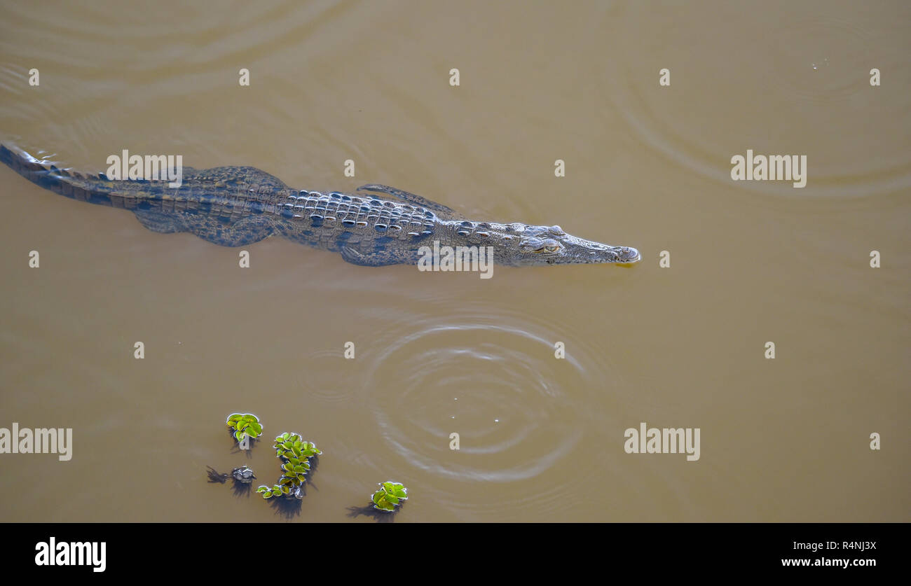 Young crocodile (Crocodylus acutus ) in its habitat waters in wild ...