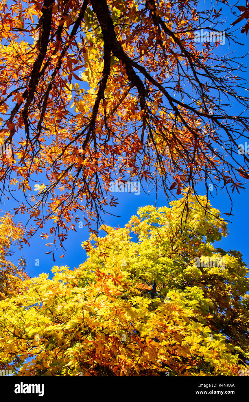 Beautiful autumn tree with fallen dry leaves , autumn natural ...