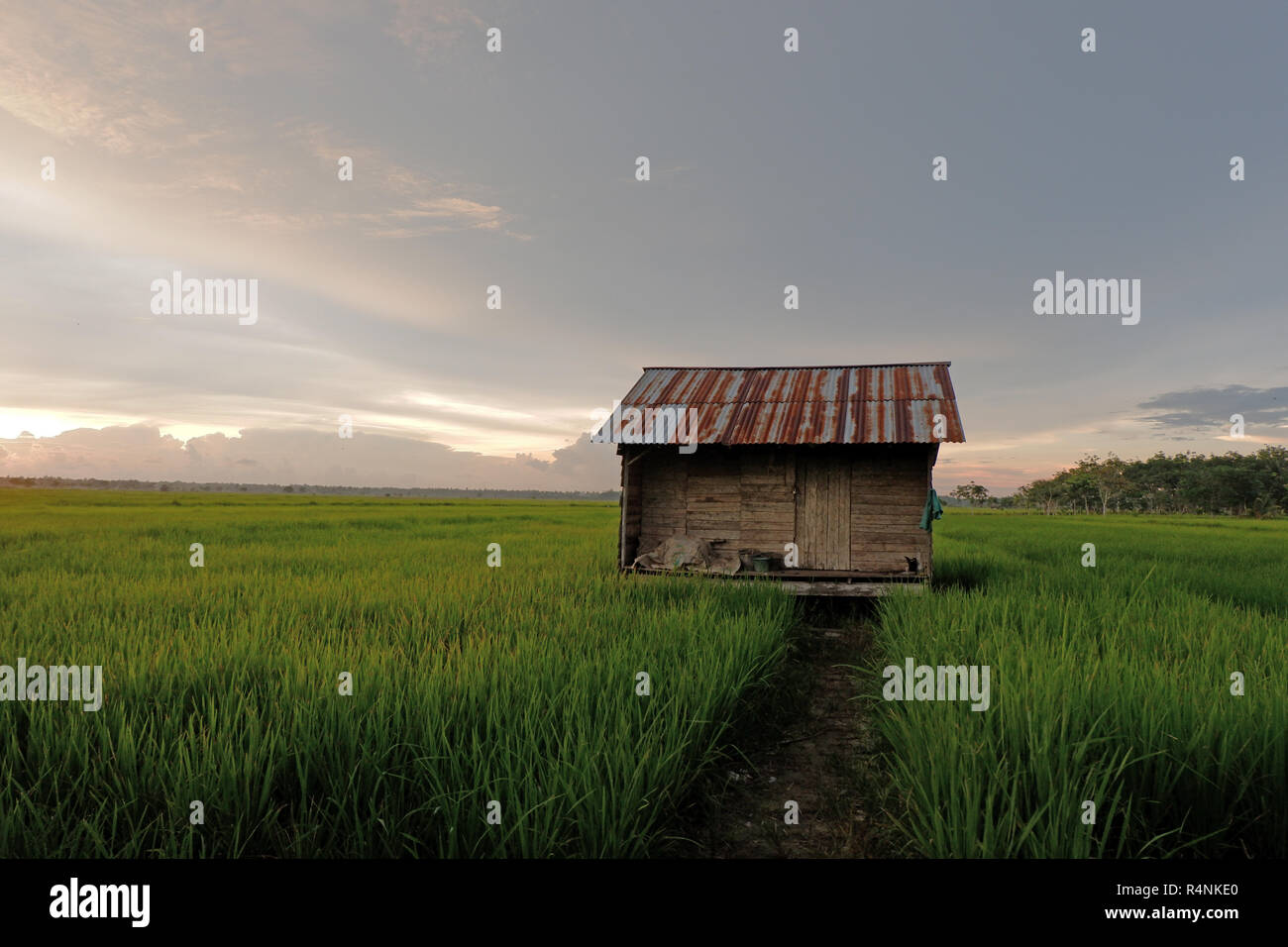 China rice field house hi-res stock photography and images - Alamy