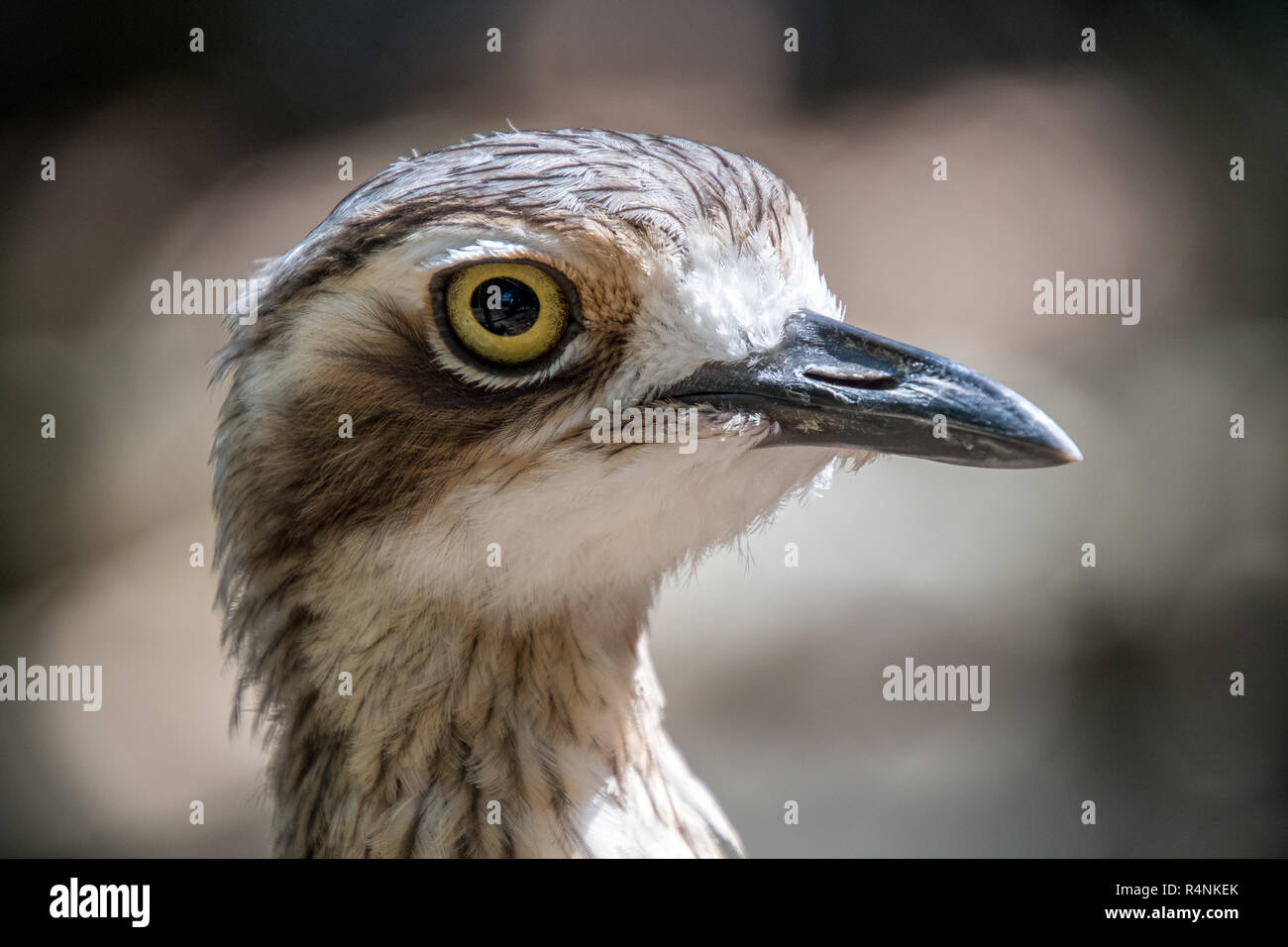 Closeup of a stone curlew hi-res stock photography and images - Alamy