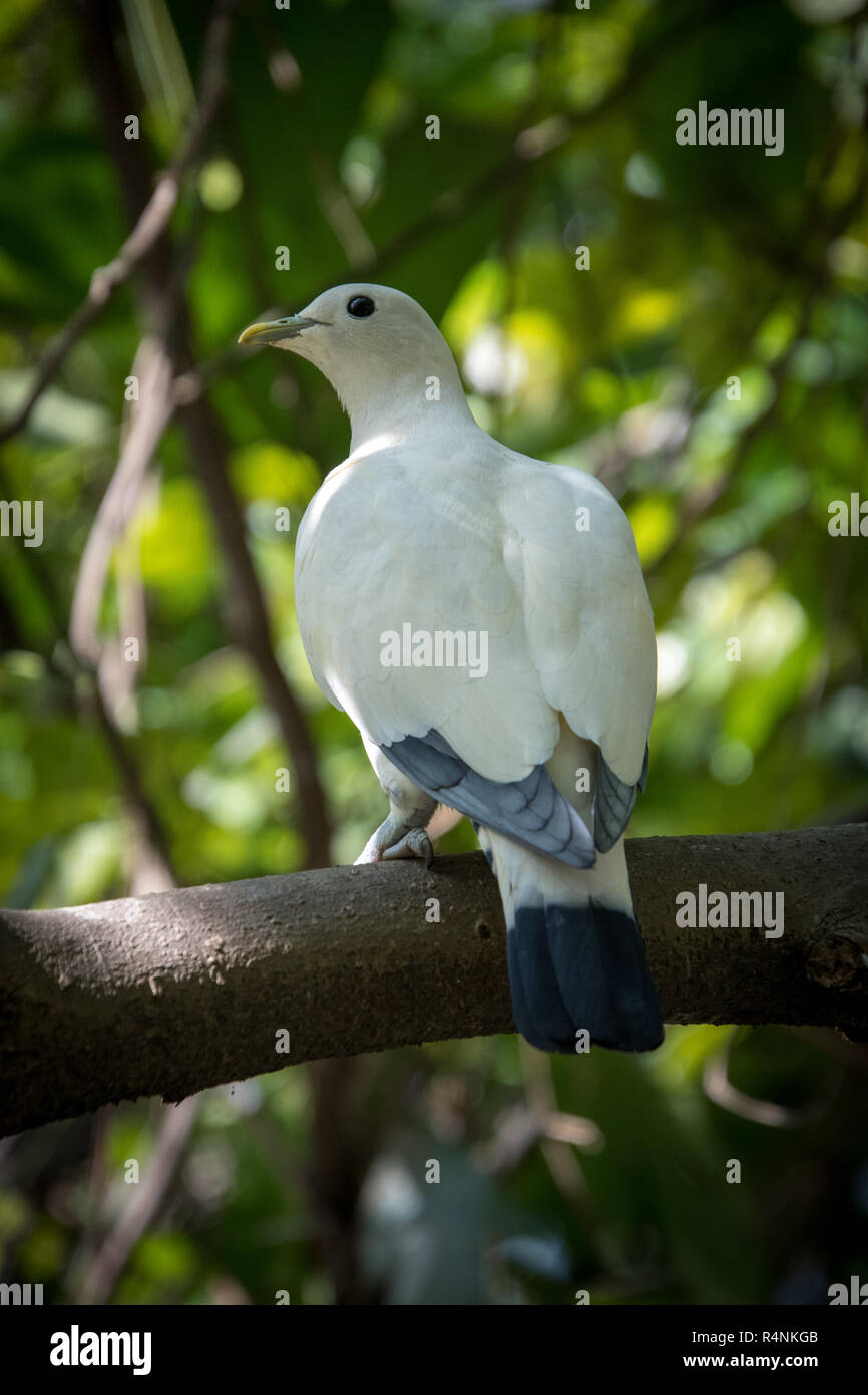 Imperial pigeon in rainforest, Australia Stock Photo - Alamy