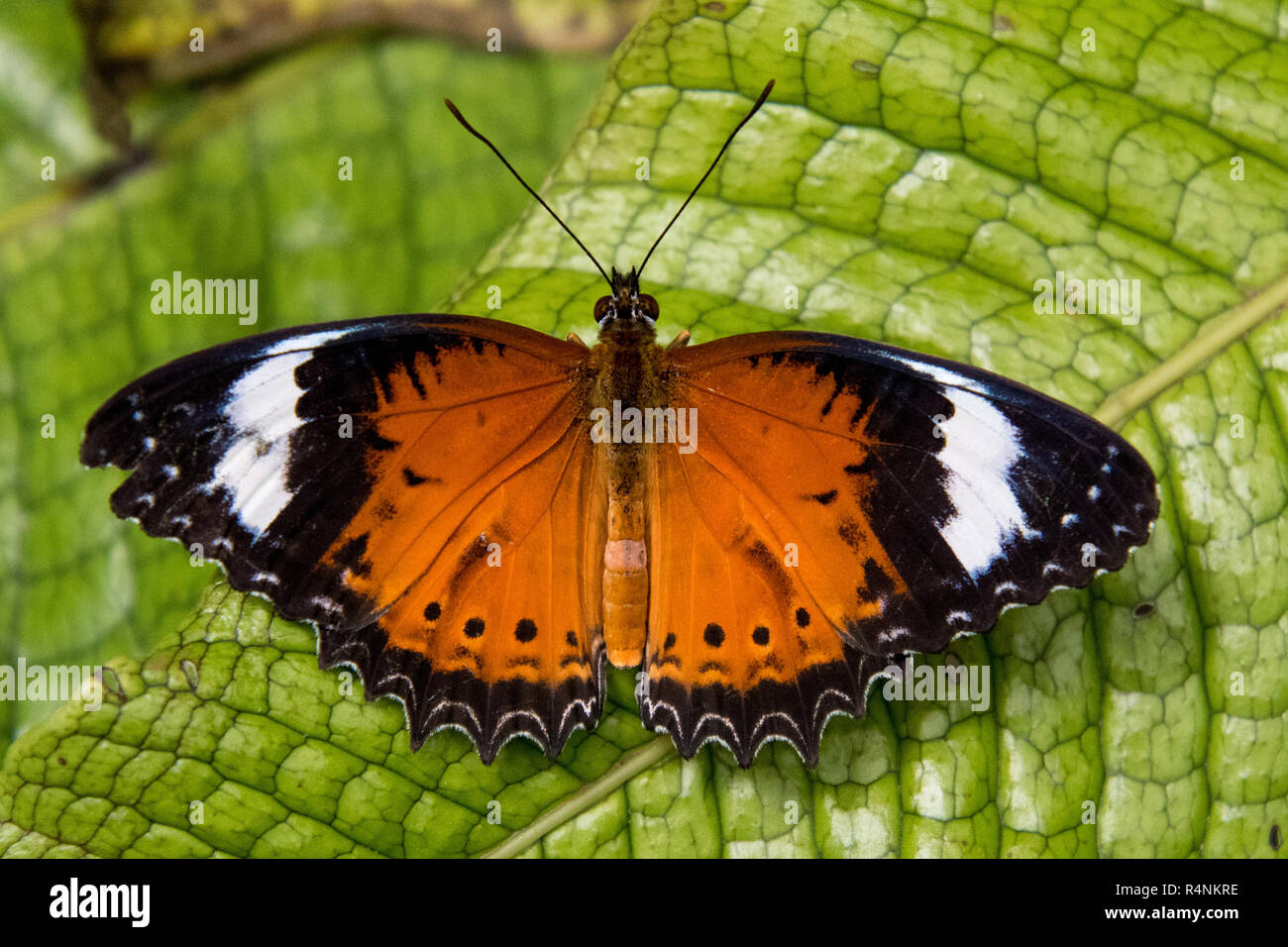 Beautiful Red Lacewing Butterfly on a leaf in north Queensland ...