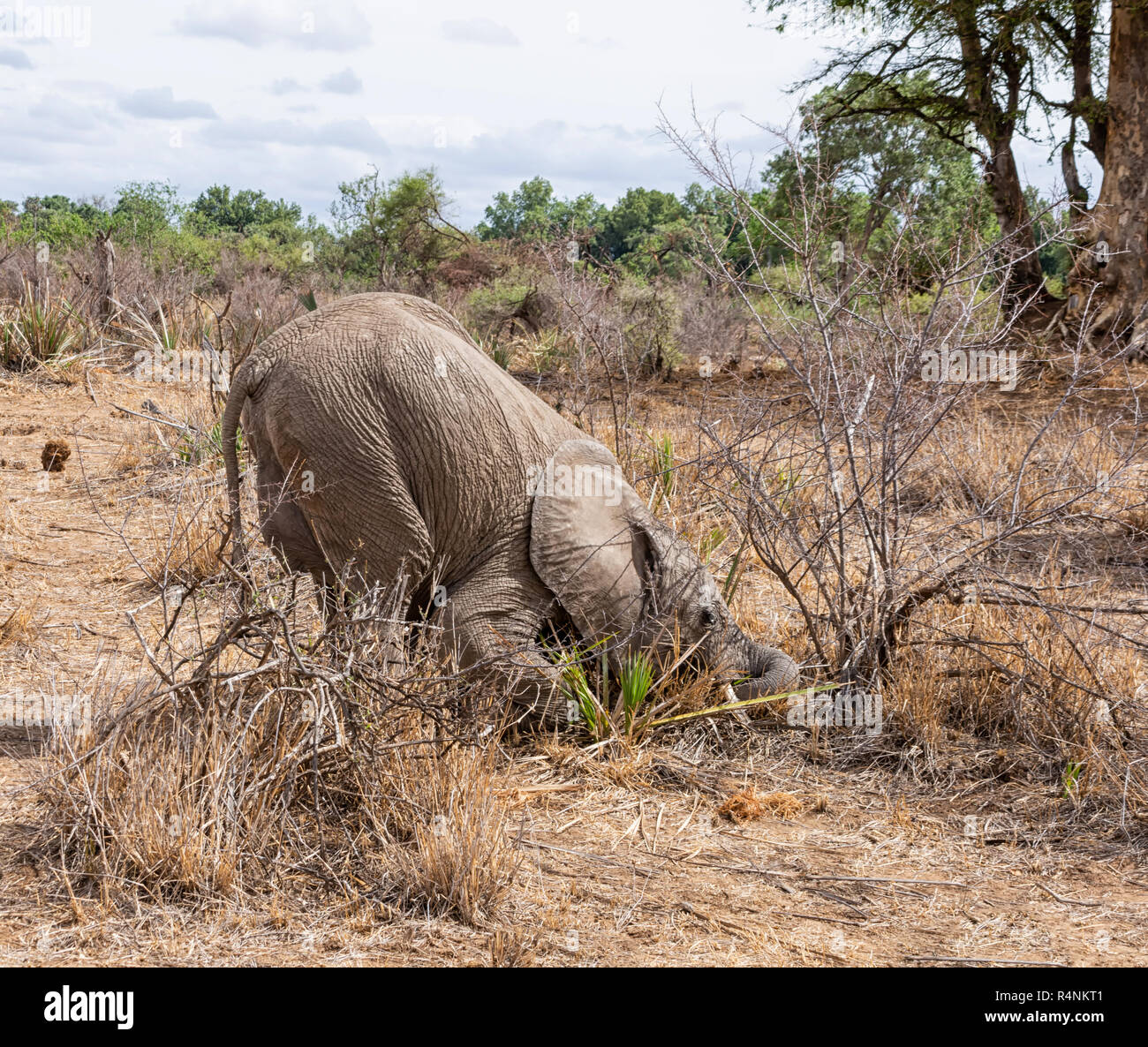 African Savannah Elephant Eating Leaves High Resolution Stock ...