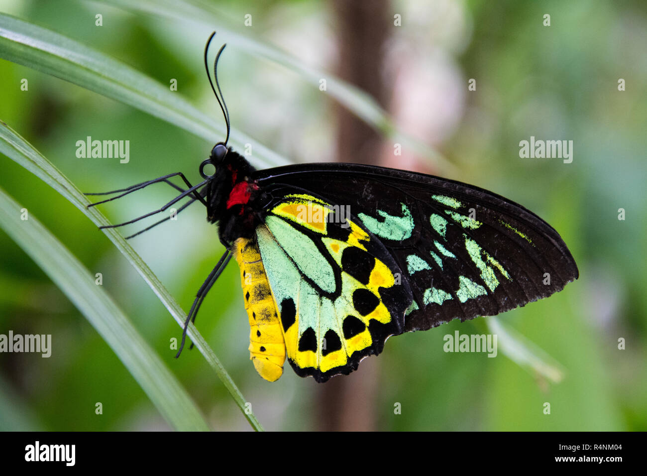 Cairns birdwing butterfly hi-res stock photography and images - Alamy