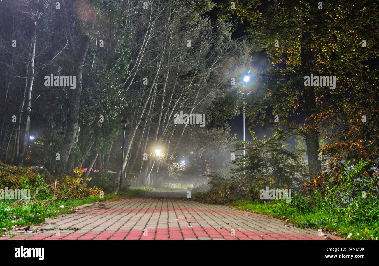 beautiful autumn forest lake in Ifrane, Morocco. autumn leaves fall ...