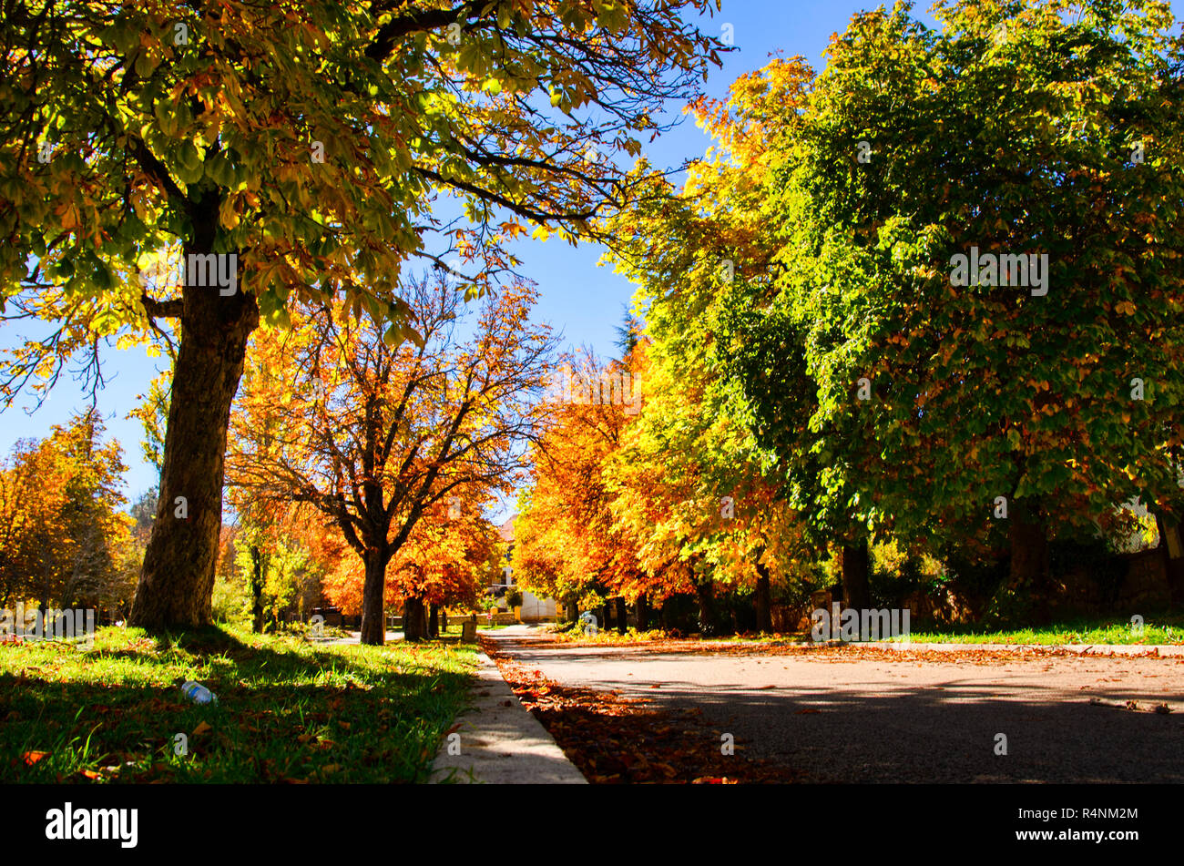 beautiful autumn forest lake in Ifrane, Morocco. autumn leaves fall ...