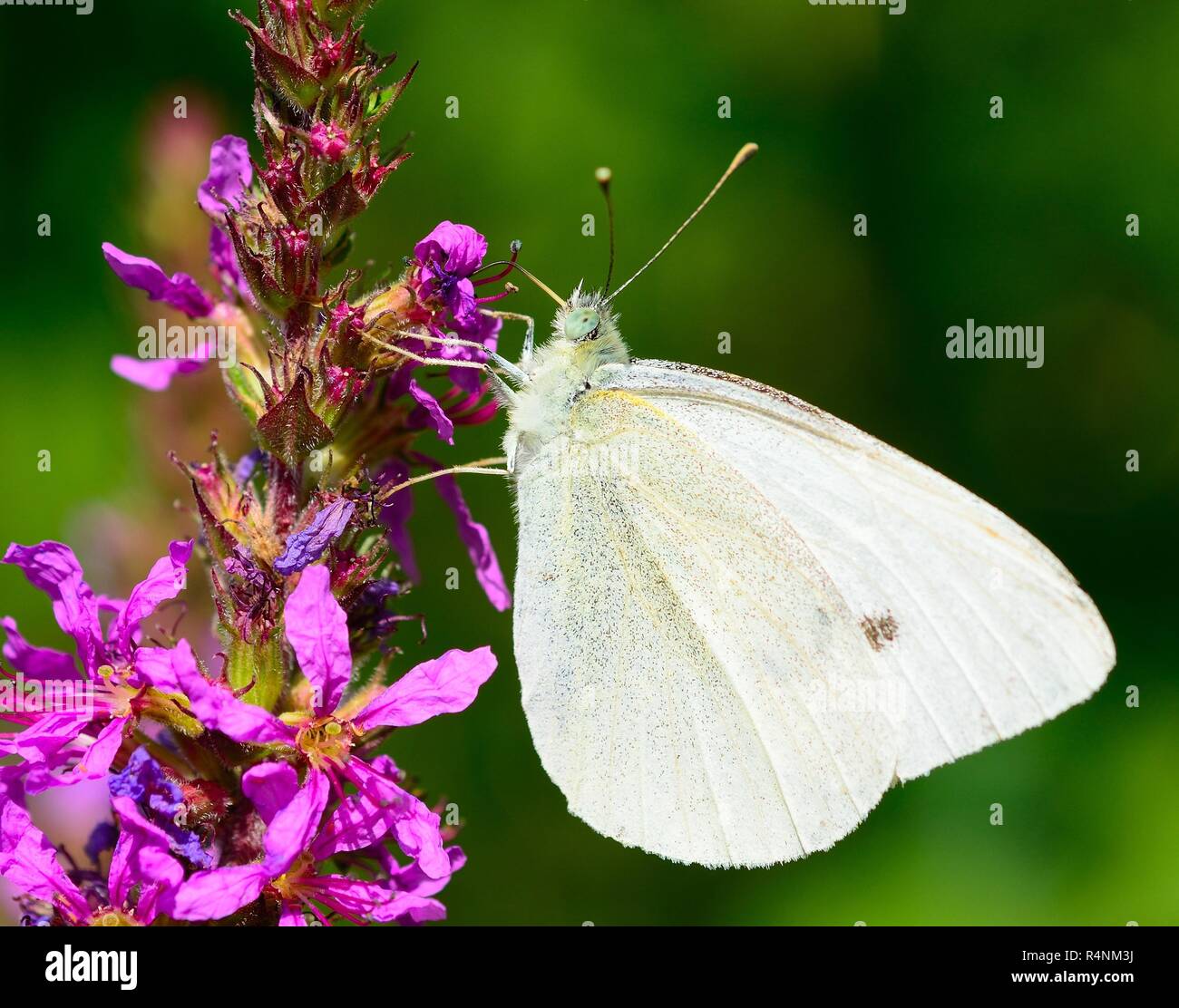 Cabbage white butterfly Stock Photo - Alamy