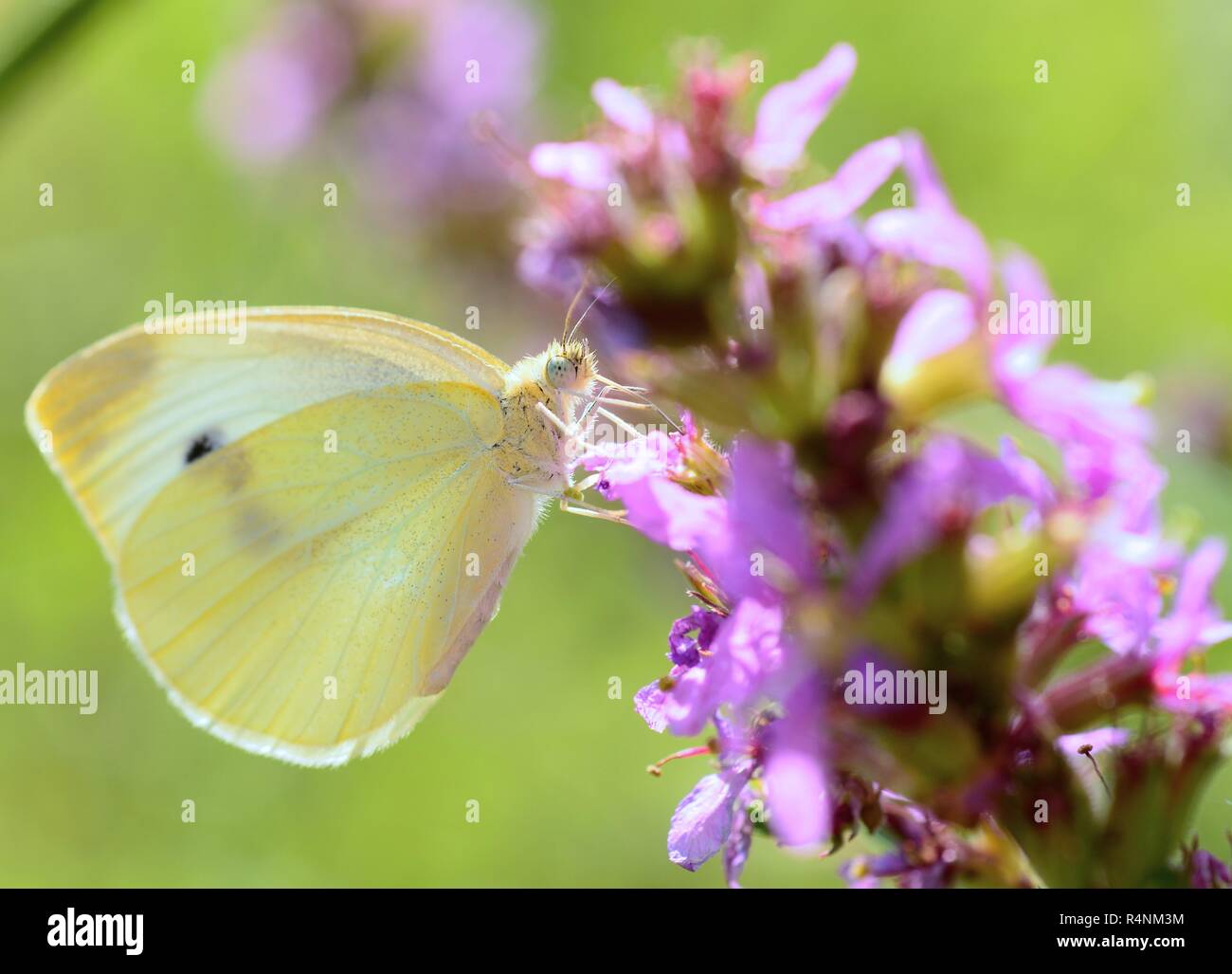 Cabbage white butterfly Stock Photo - Alamy