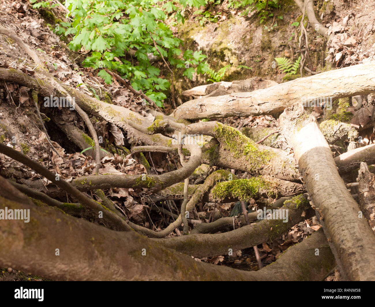 A Bunch of Tree Roots on Top of Each Other Mixing and Overlapping Stock ...