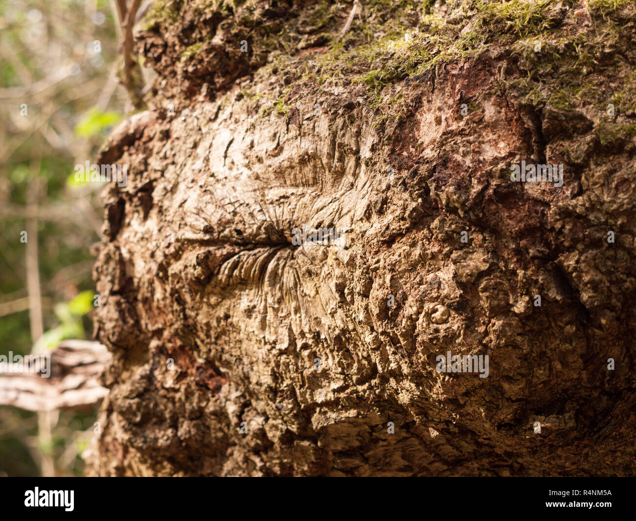 Bark fissured oak tree hi-res stock photography and images - Alamy