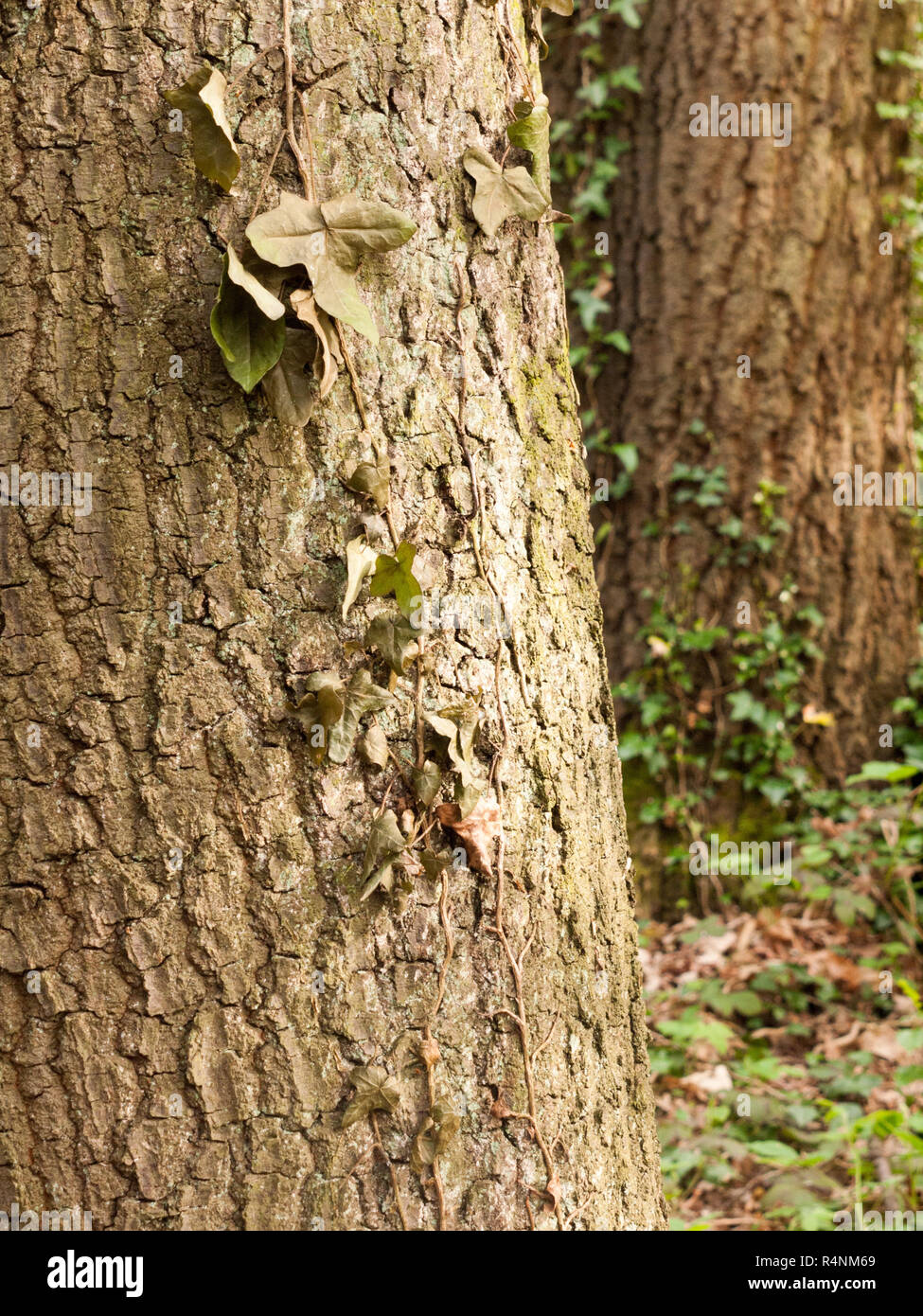 The Pattern and texture of Two Trees in A Forest and ther Brown And ...