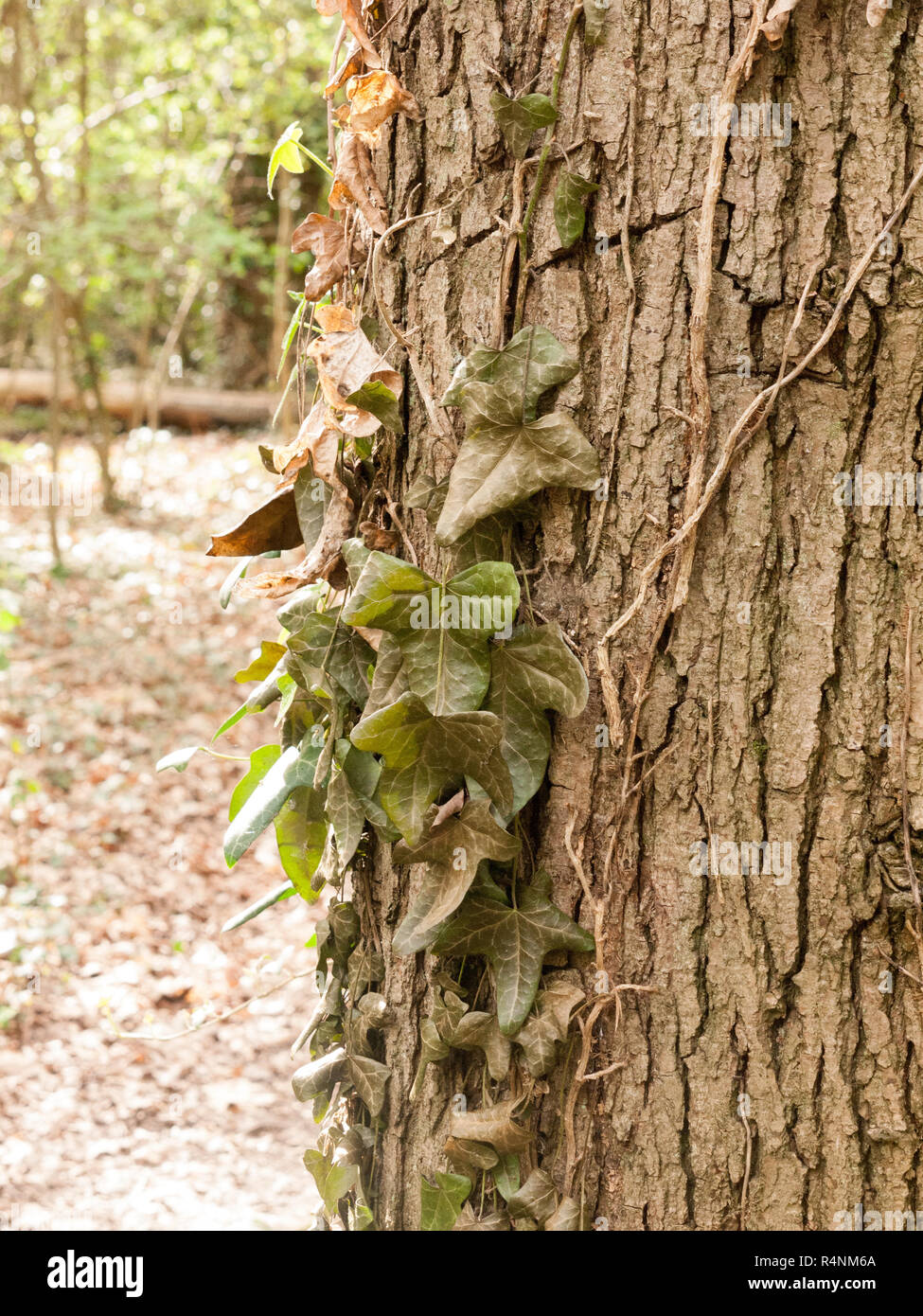 A Bunch of Dangling Half Dead Dark Green Leaves on the Side of tree ...
