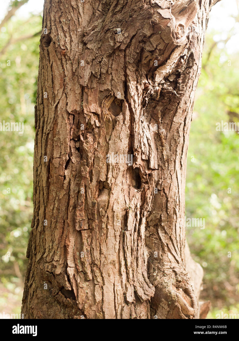 The Detail of Tree Bar Up Close and Personal with Character Stock Photo ...