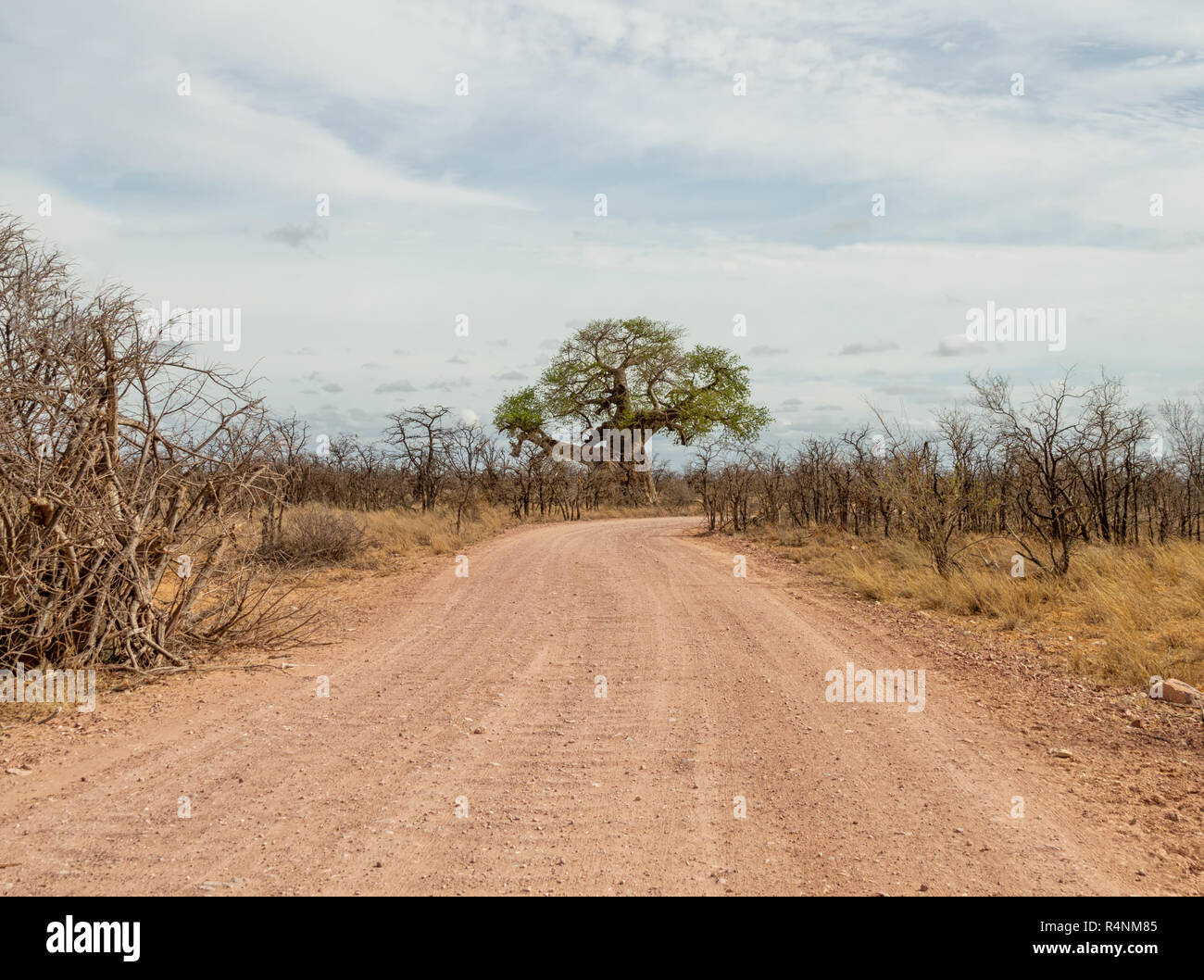 A Limpopo landscape with Baobab trees in South Africa Stock Photo - Alamy