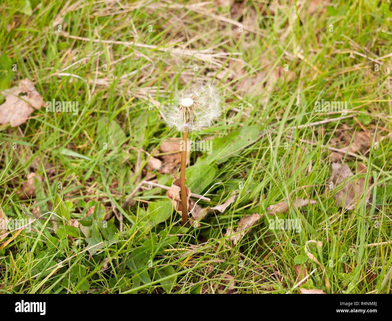 A Half Dispersed White Dandelion Head on the Ground Stock Photo - Alamy