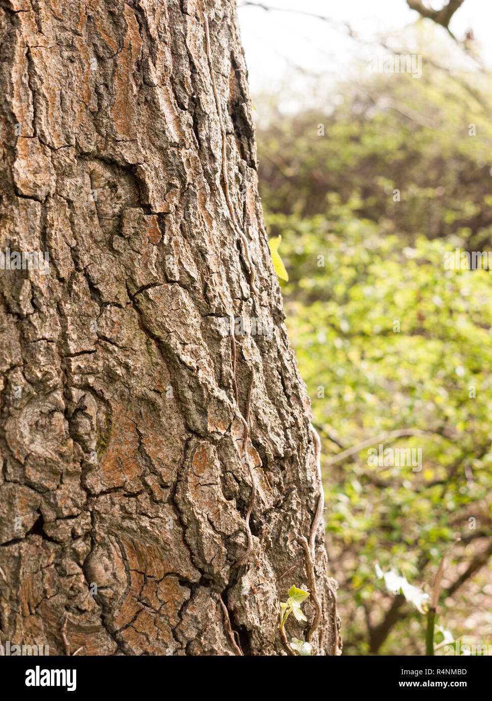Bark fissured oak tree hi-res stock photography and images - Alamy