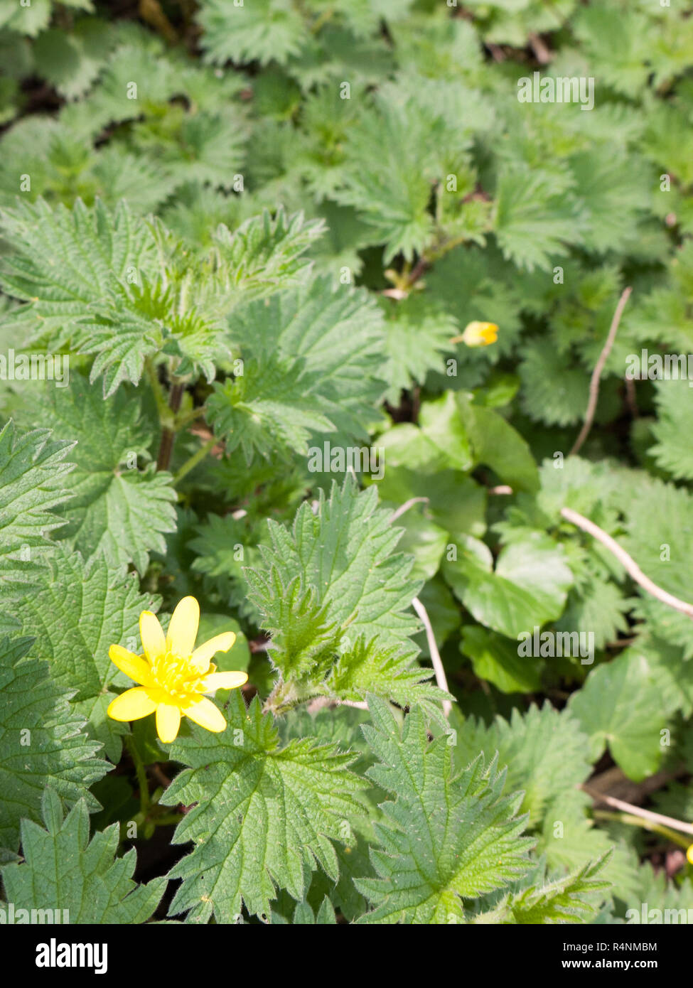 Nettle bouquet hi-res stock photography and images - Alamy