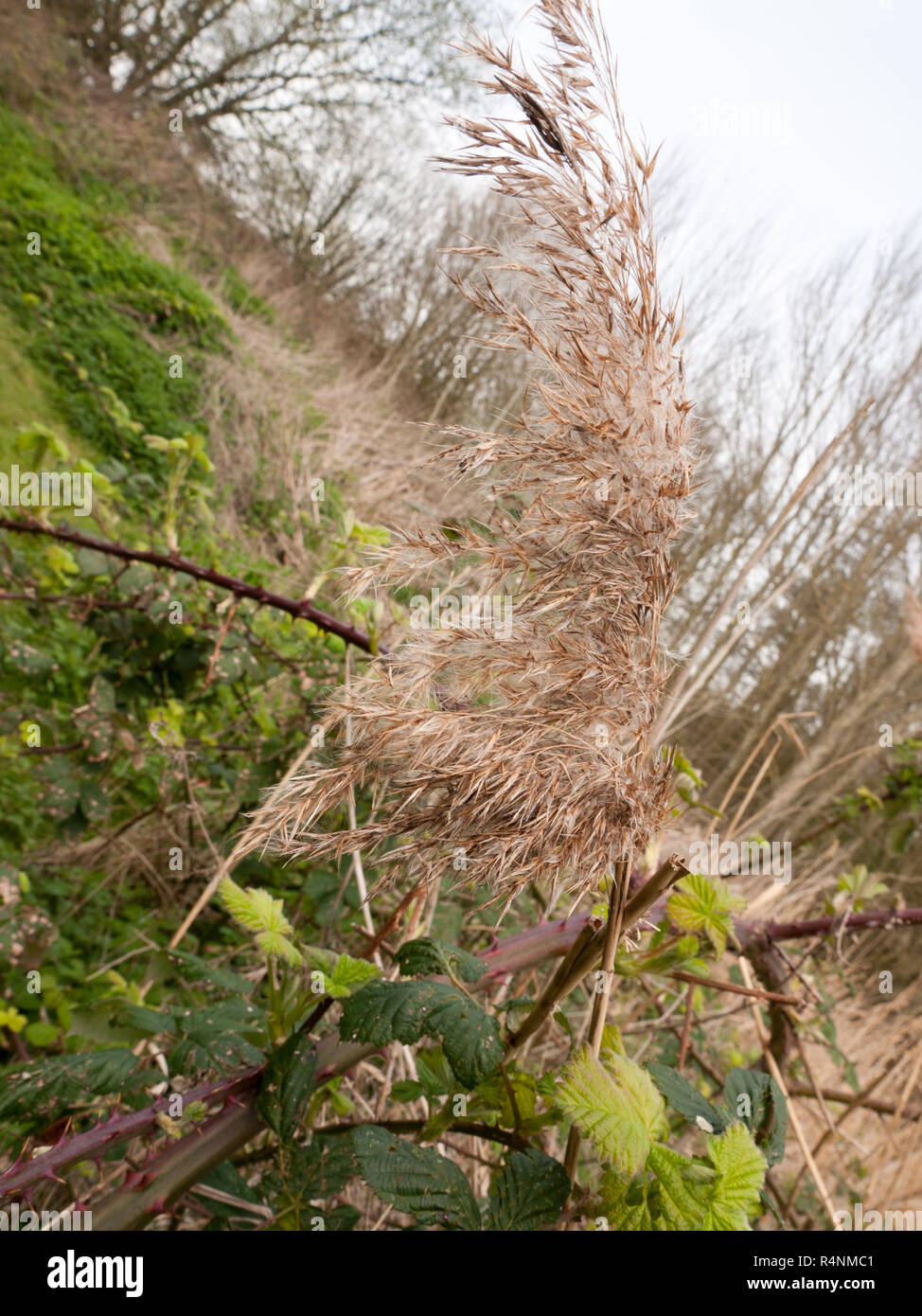 A Golden Reed Blowing Wild in the Wind Stock Photo - Alamy