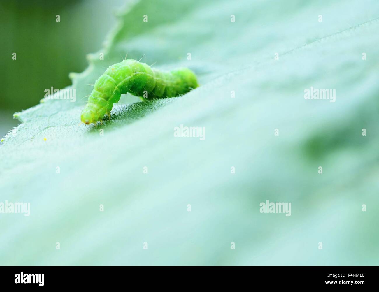 Green caterpillar detail view hi-res stock photography and images - Alamy