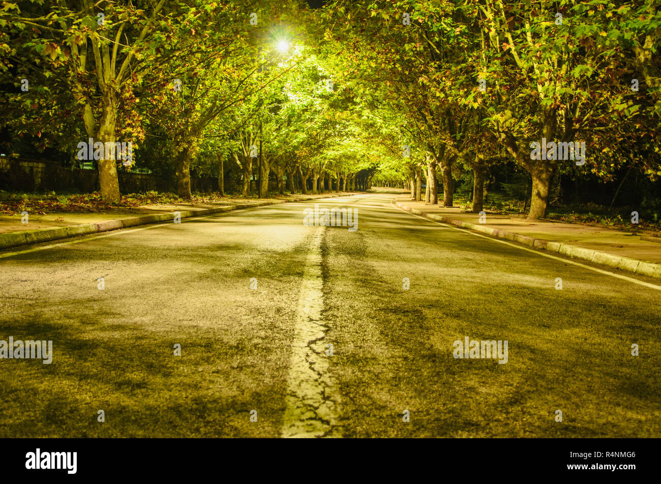 beautiful autumn forest lake in Ifrane, Morocco. autumn leaves fall ...