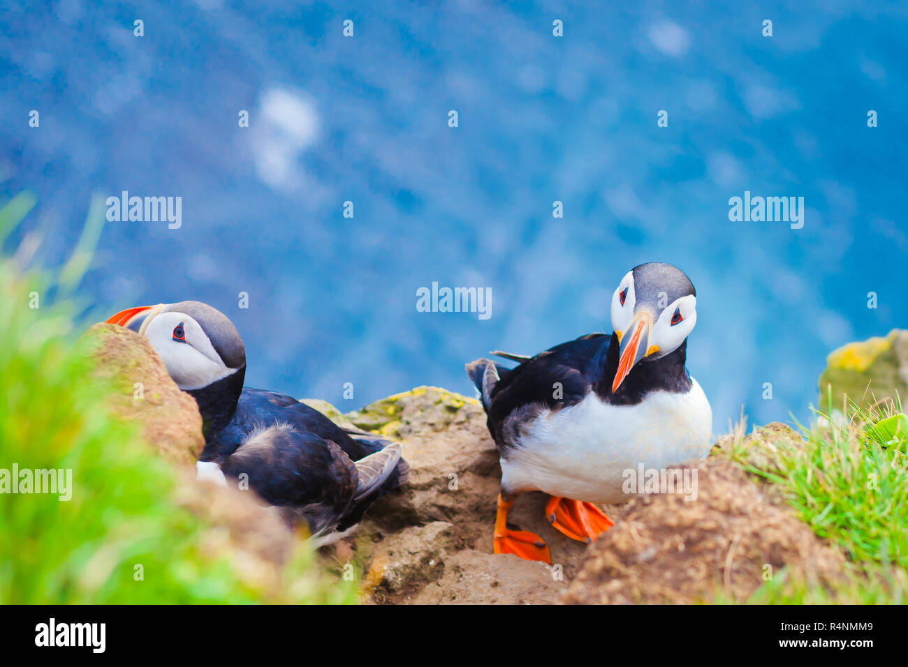 Beautiful Summer Picture of Icelandic Horned Atlantic Puffin In Iceland ...