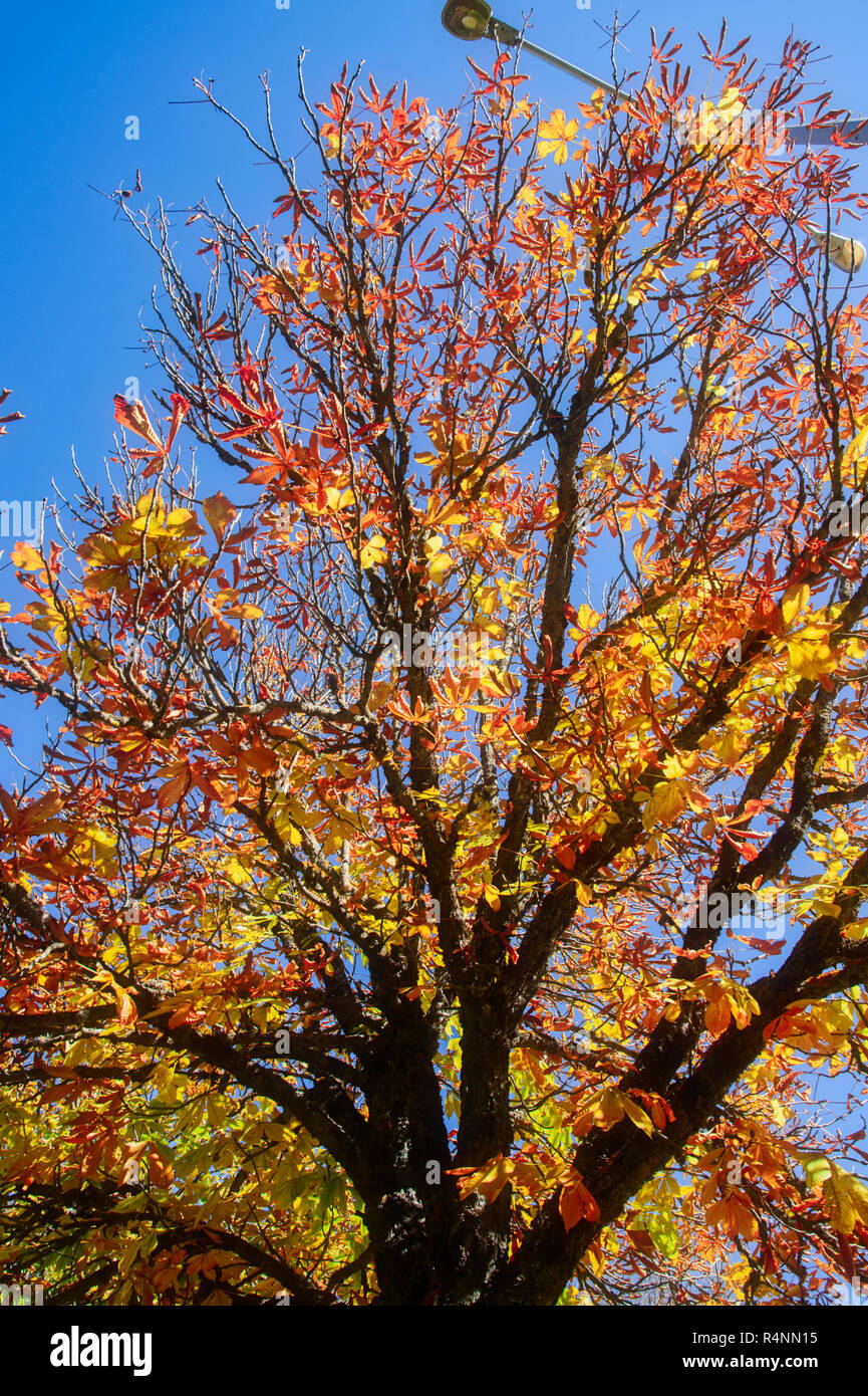 Beautiful autumn tree with fallen dry leaves , autumn natural ...