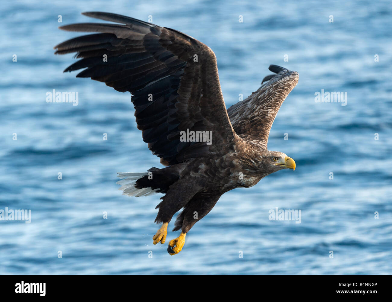 Adult White-tailed eagle fishing. Blue Ocean Background. Scientific ...