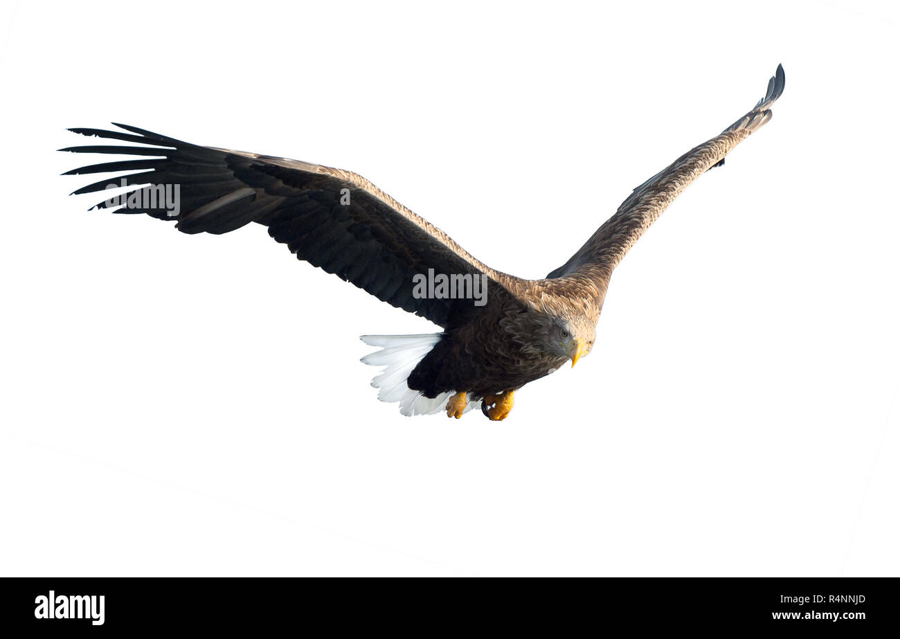 Adult White-tailed eagle in flight. Isolated on White background ...