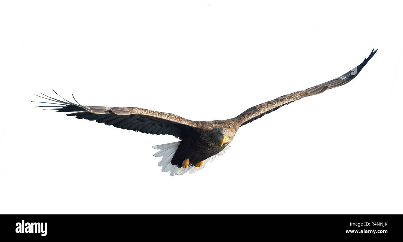 Adult White-tailed eagle in flight. Isolated on White background ...
