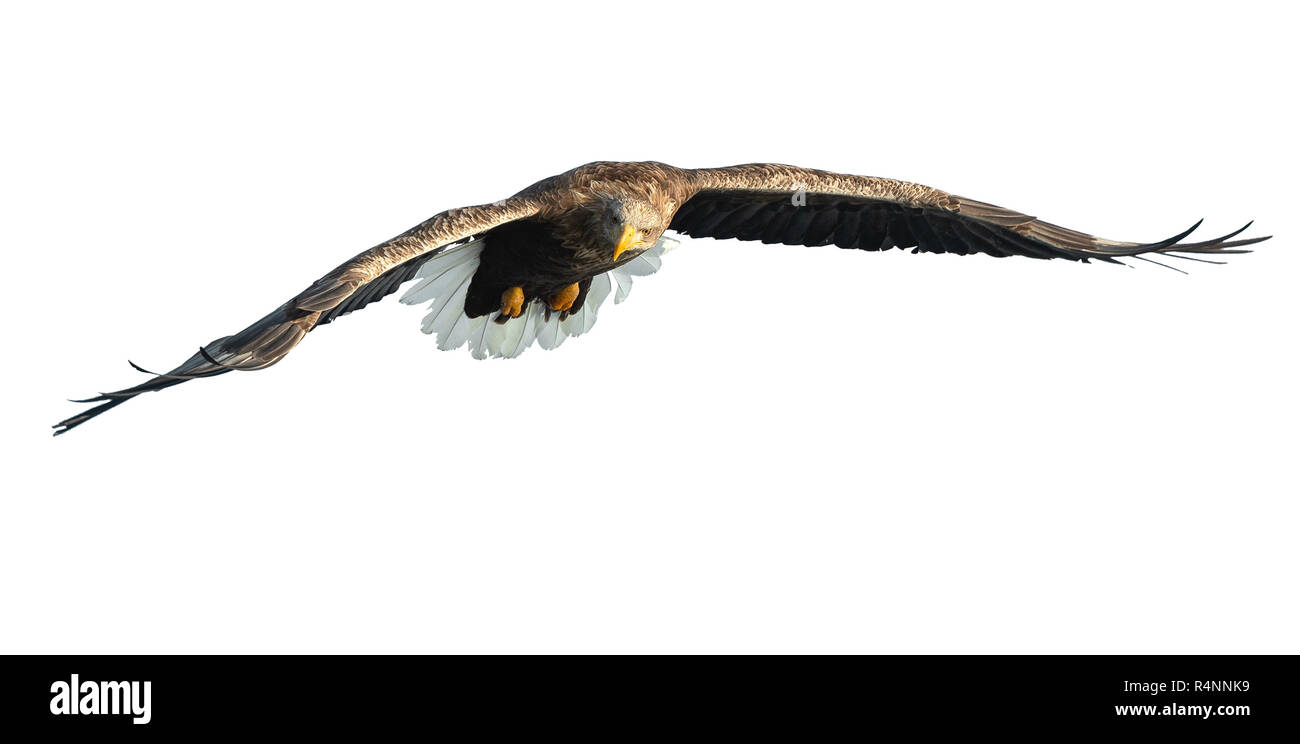 Adult White-tailed eagle in flight. Isolated on White background ...